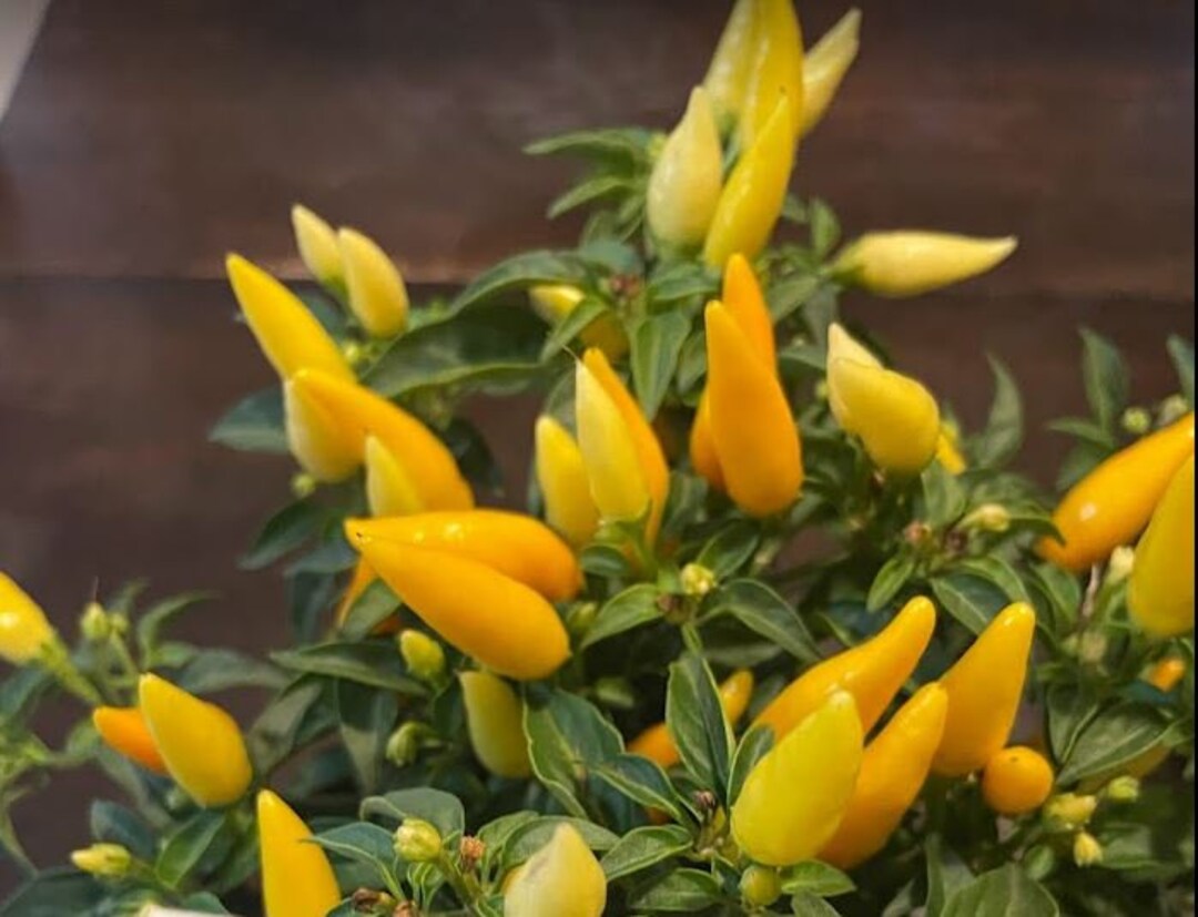 Sedona Sun Pepper Seeds - Etsy