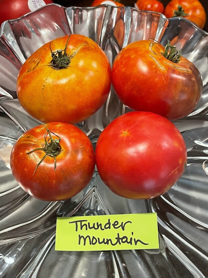 Thunder Mountain Tomato Seeds - Etsy