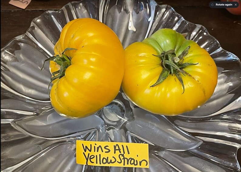 Winsall Yellow Strain Tomato Seeds - Etsy
