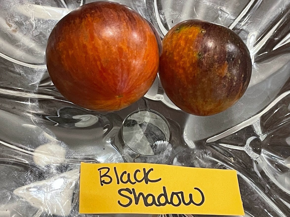Black Shadow Tomato Seeds RARE - Etsy