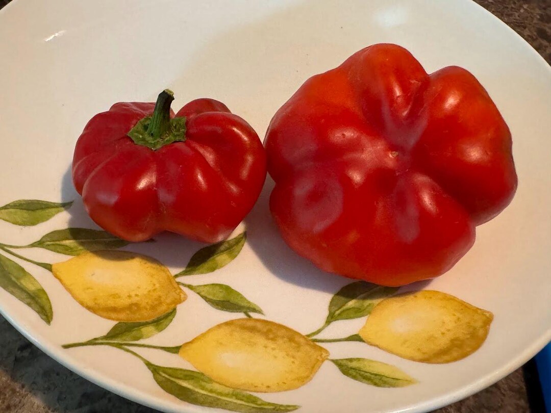 Ralph Thompson's Squash Pepper Seeds - Etsy