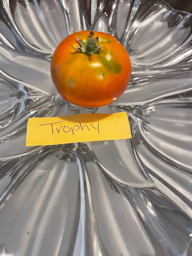 Trophy Tomato Seeds Rare - Etsy