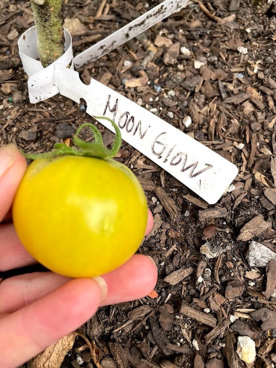Moonglow Tomato Seeds - Etsy