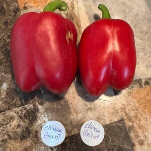 Chinese Giant Pepper Seeds - Etsy