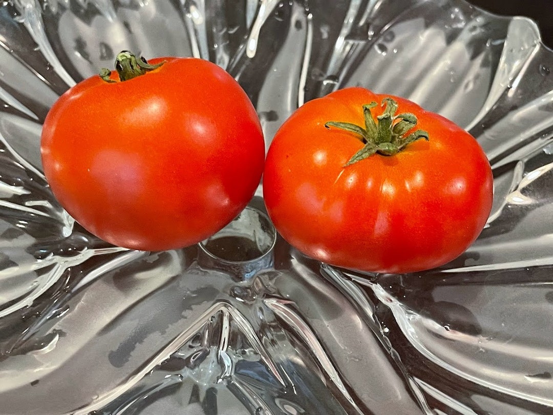 Trophy Tomato Seeds Rare - Etsy