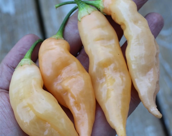 Sugar Rush Peach Pepper Seeds - Etsy