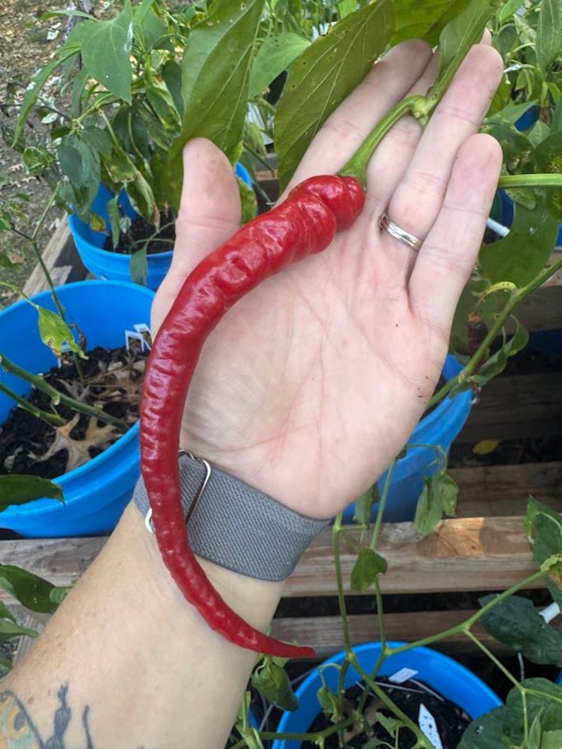 Aci Sirvi Pepper Seeds - Etsy
