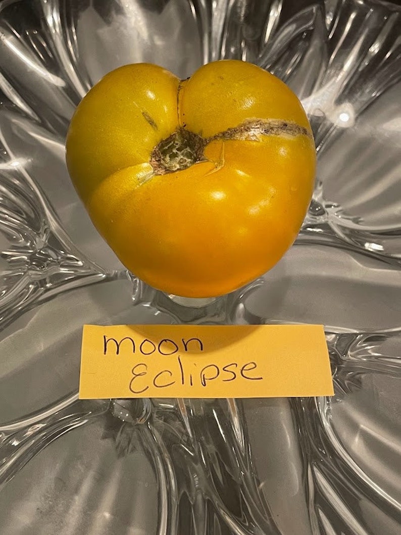 Moon Eclipse AKA Lunar Eclipse Tomato Seeds RARE - Etsy