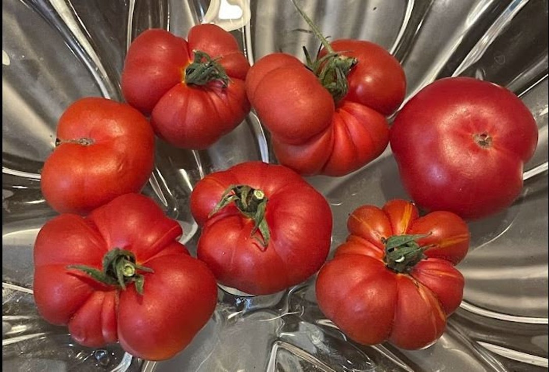 Ceylon Tomato Seeds - Etsy