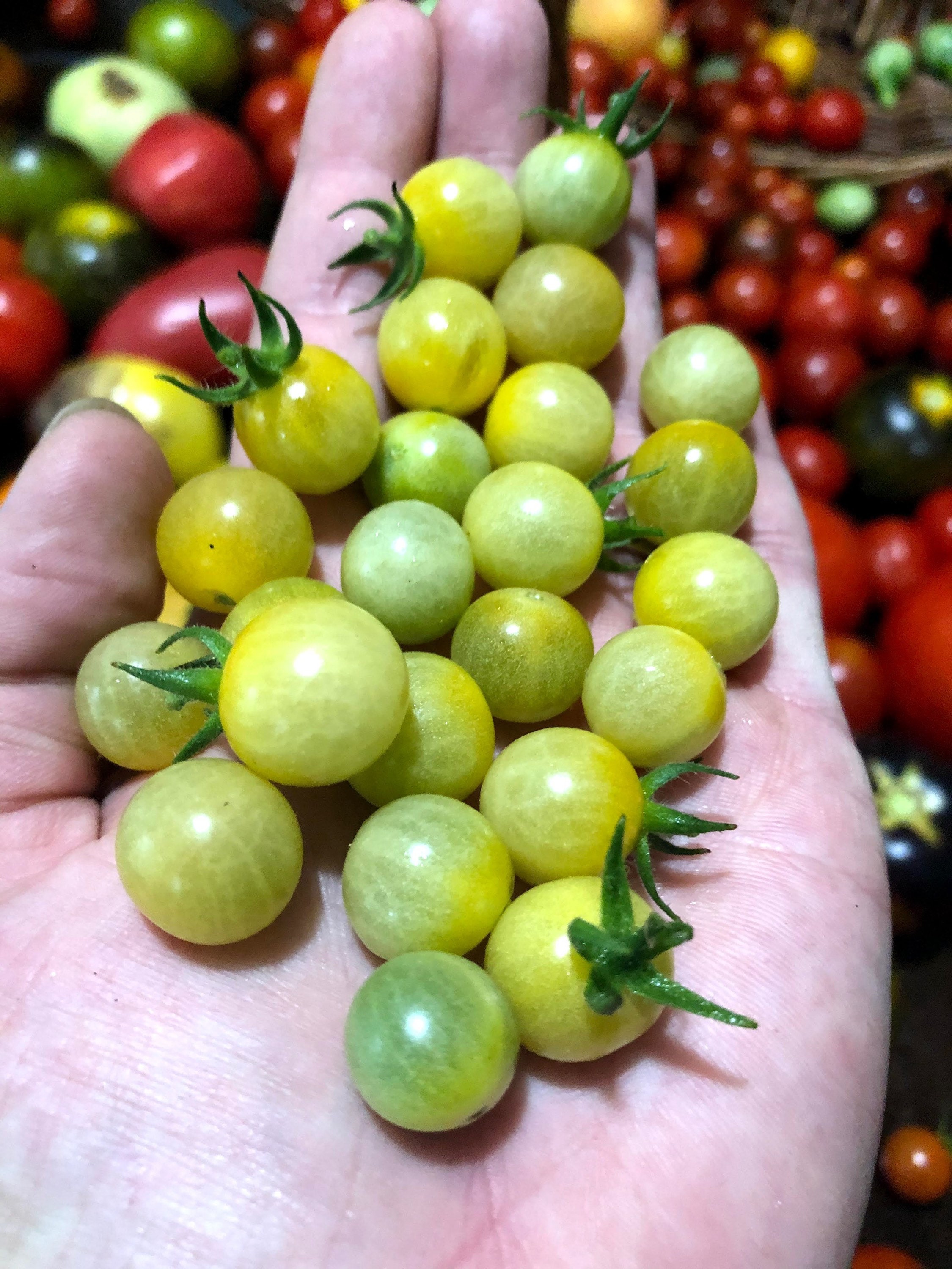 Coyote Cherry Heirloom Tomato Seeds - Etsy