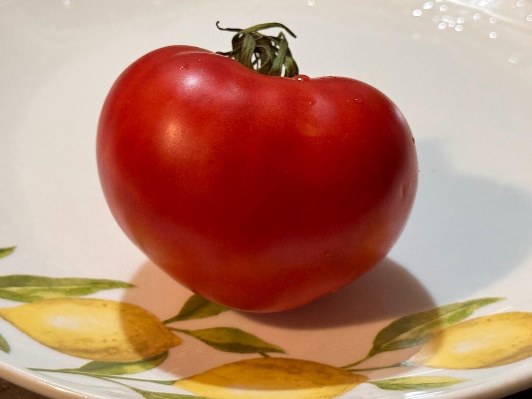 Guido Tomato Seeds - Etsy