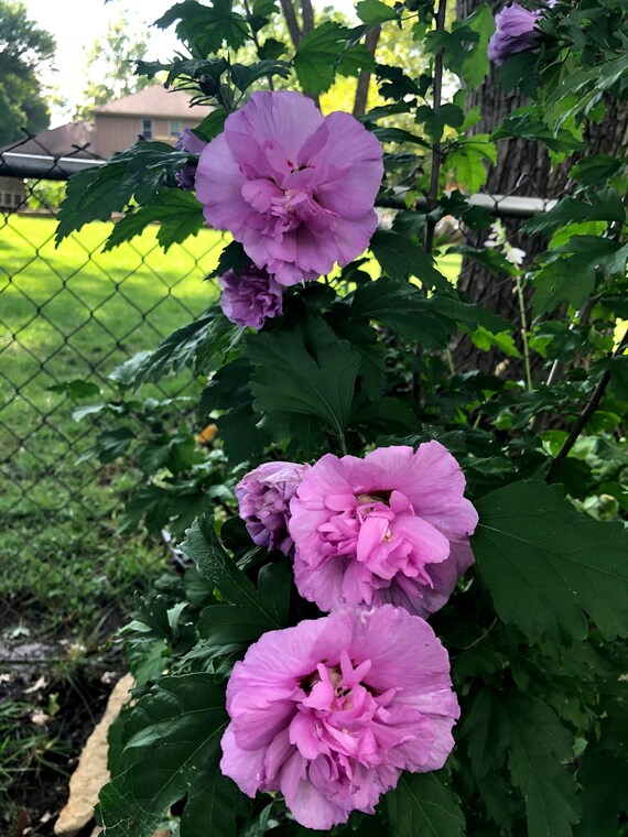 Rose of Sharon Seeds. Double Purple Blooms. - Etsy