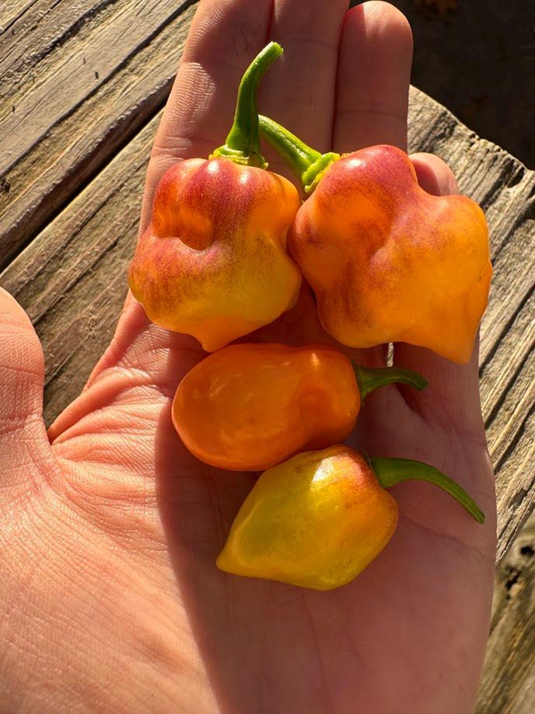Fairytale Cachucha Pepper Seeds - Etsy