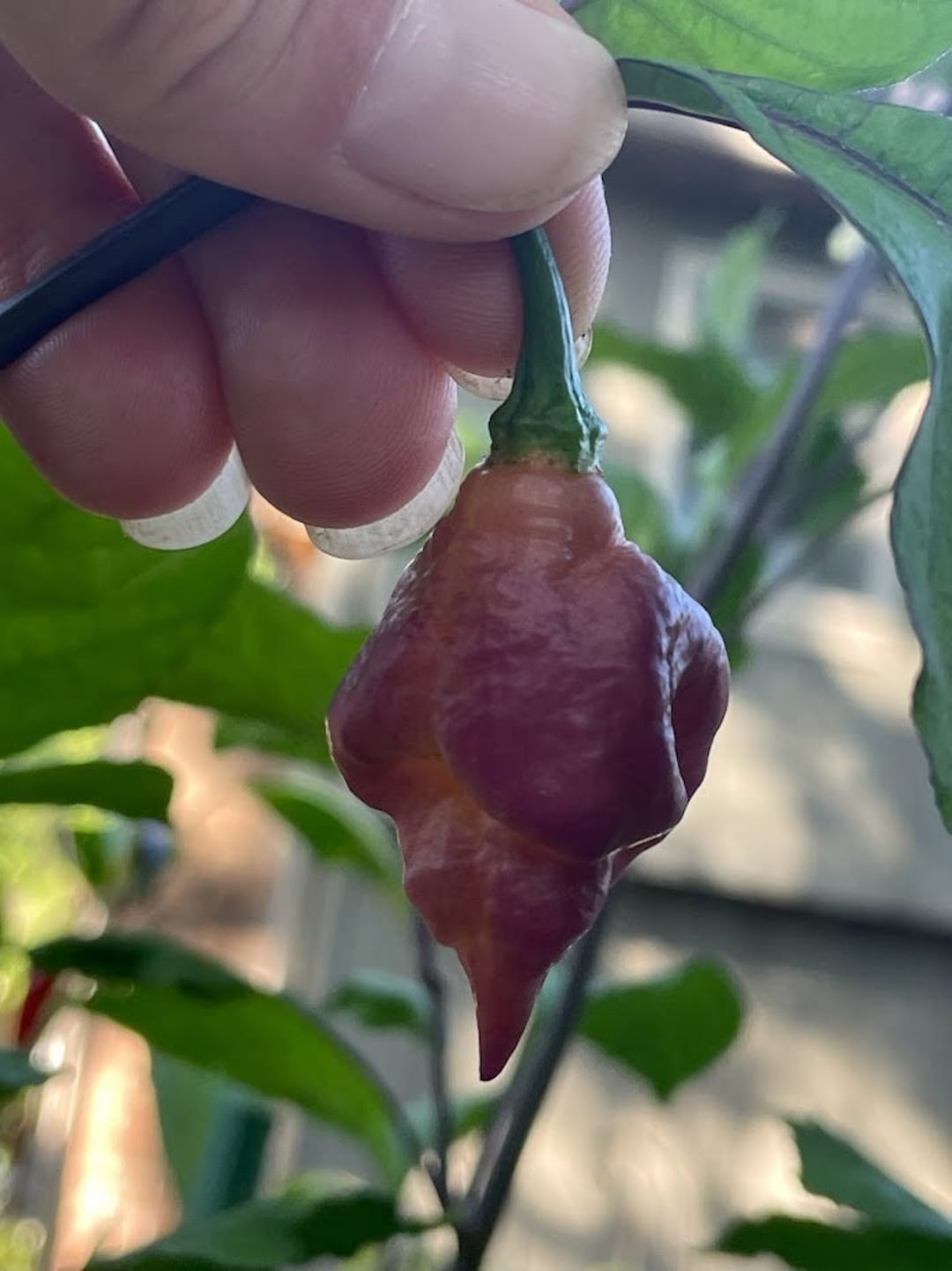 The Ex-girlfriend Pepper Seeds - Etsy