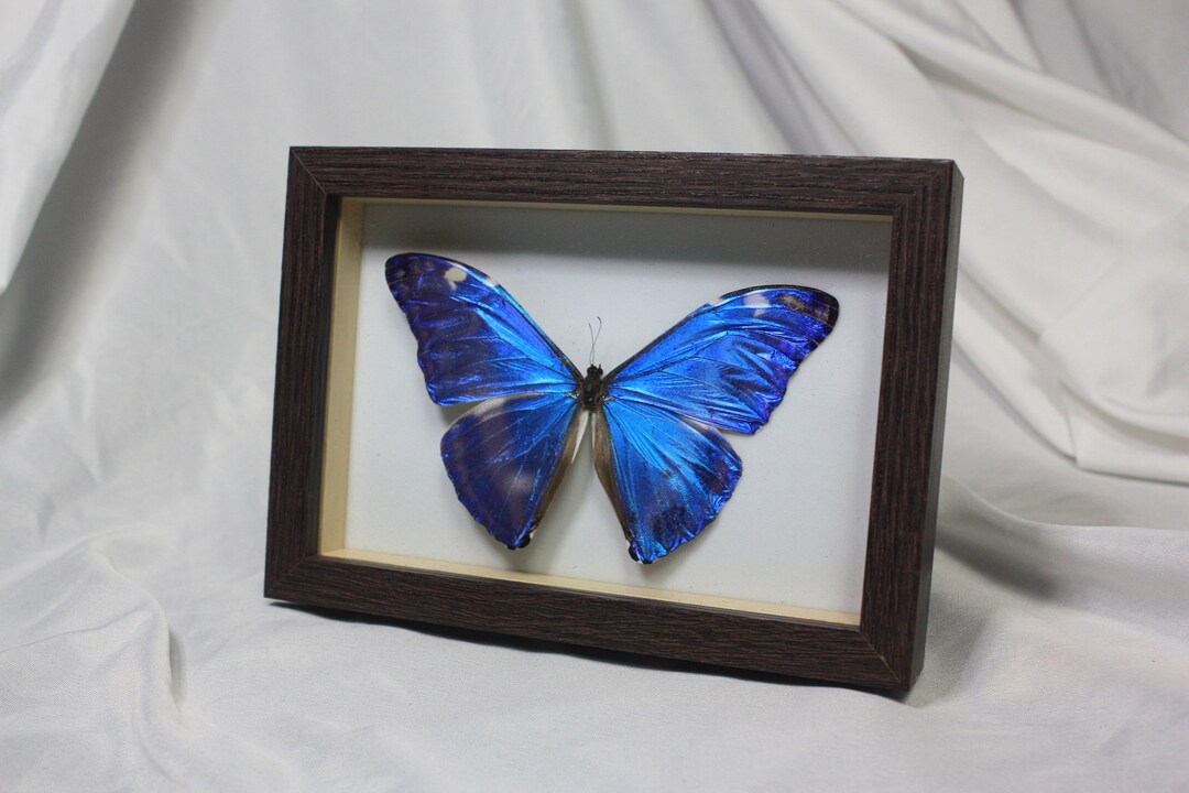 Blue Morpho Butterfly Spread and Framed - Morpho Menelaus - Etsy