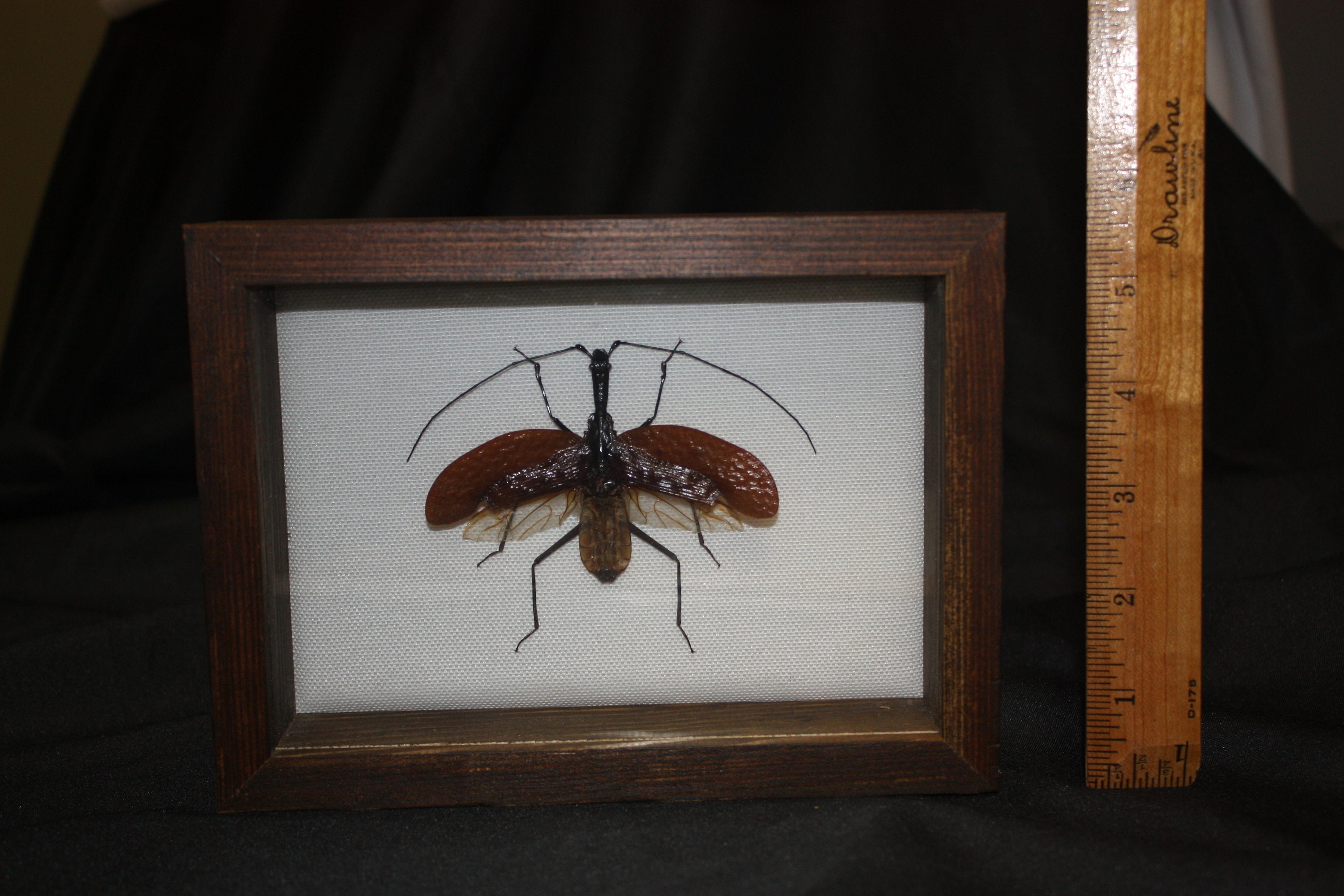Real Violin Beetle - Mormolyce Phyllodes Flying Pose - Etsy