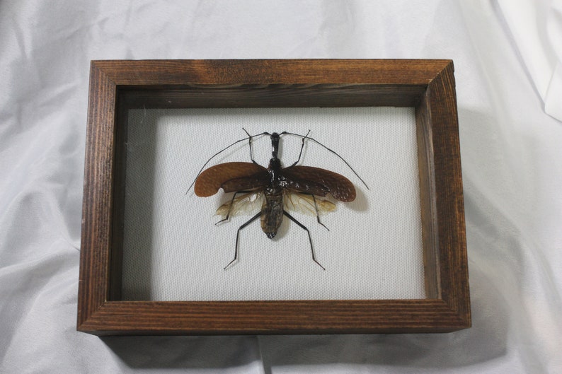 Real Violin Beetle Mormolyce Phyllodes Flying Pose - Etsy