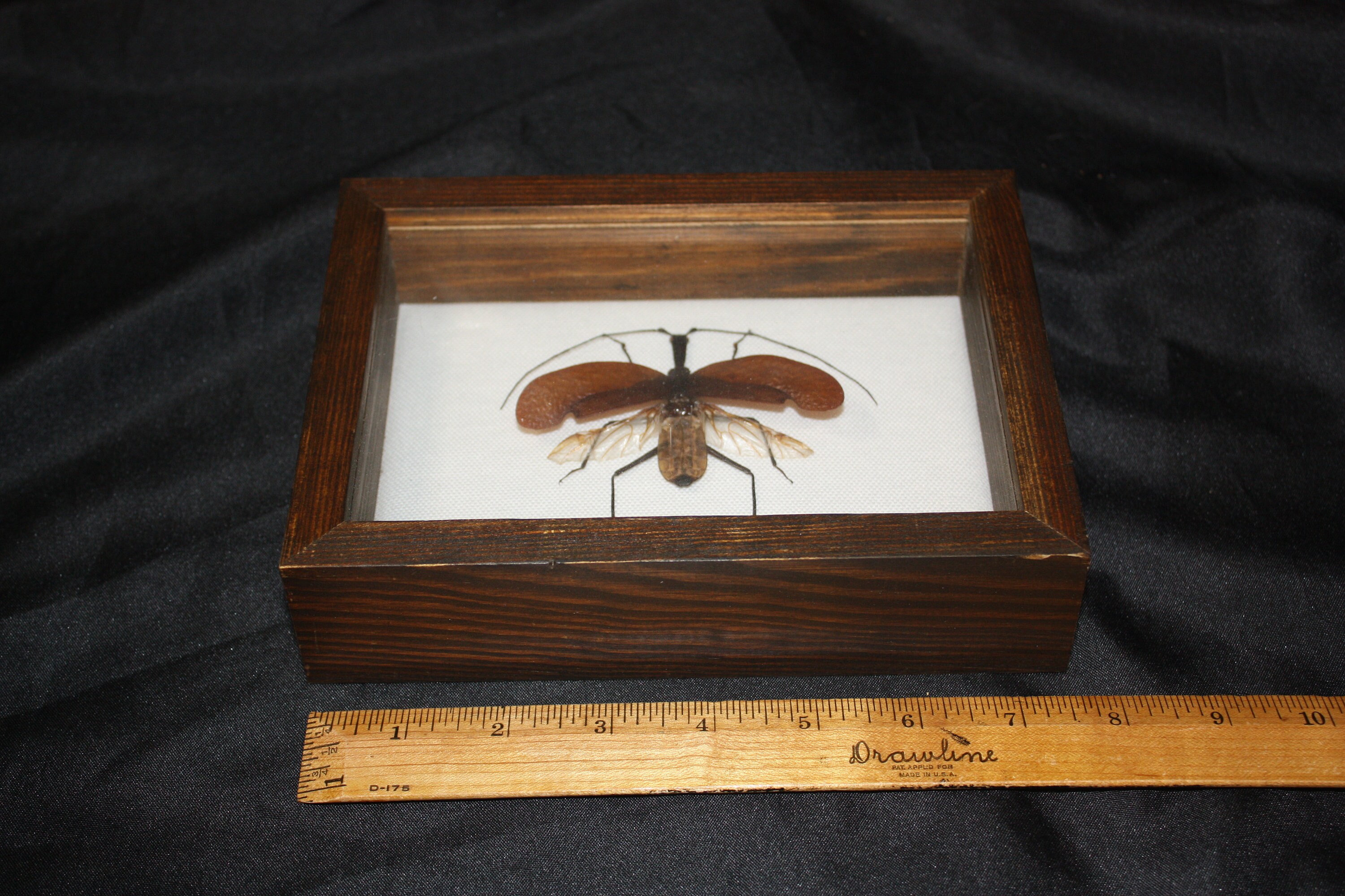 Real Violin Beetle - Mormolyce Phyllodes Flying Pose - Etsy