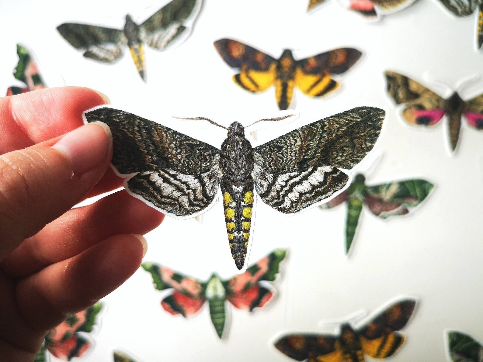 Moth Vinyl Sticker Pack: Butterfly Moth Sticker Set Insect - Etsy