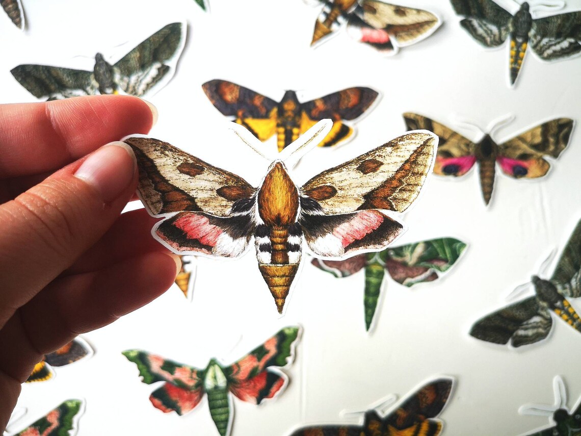 Moth Vinyl Sticker Pack: Butterfly Moth Sticker Set Insect - Etsy