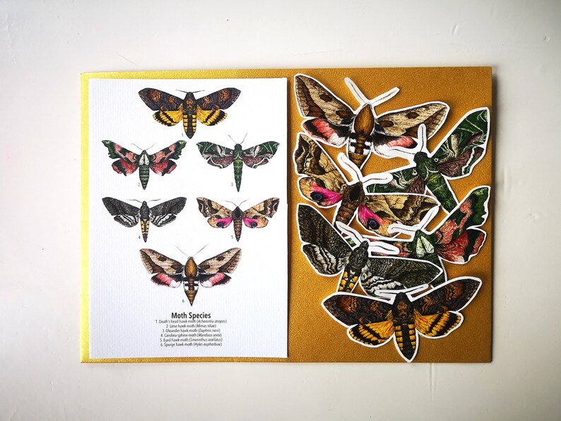 Moth Vinyl Sticker Pack: Butterfly Moth Sticker Set Insect - Etsy