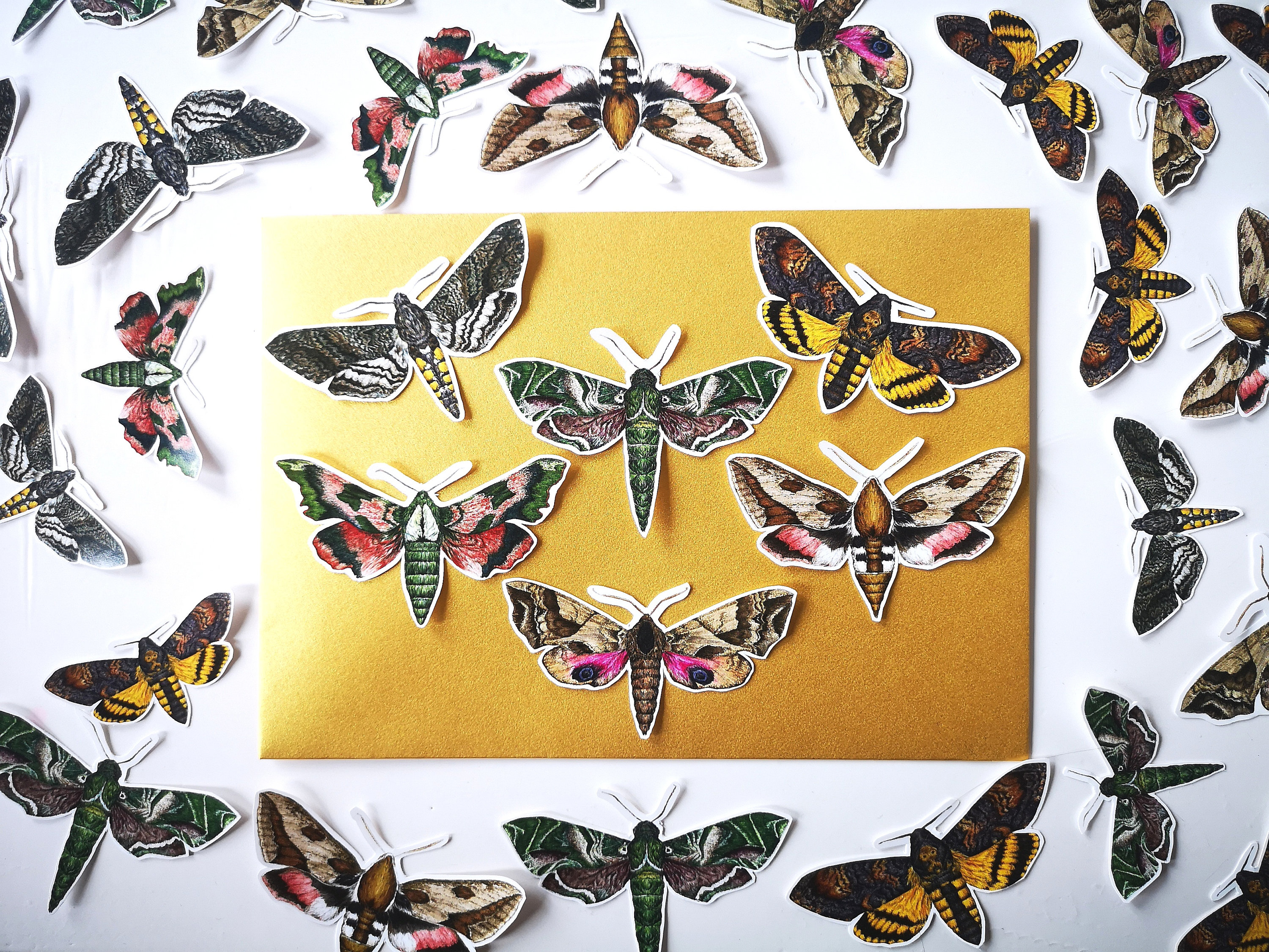 Moth vinyl sticker pack: butterfly moth sticker set insect | Etsy