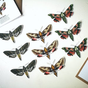 Moth Vinyl Sticker Pack: Butterfly Moth Sticker Set, Insect Stationery ...