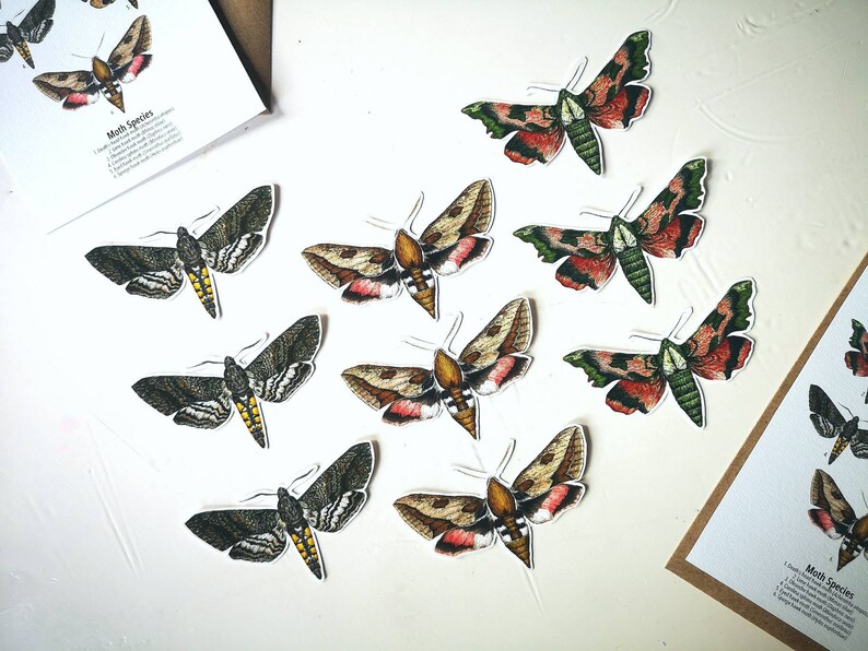 Moth Vinyl Sticker Pack: Butterfly Moth Sticker Set Insect - Etsy