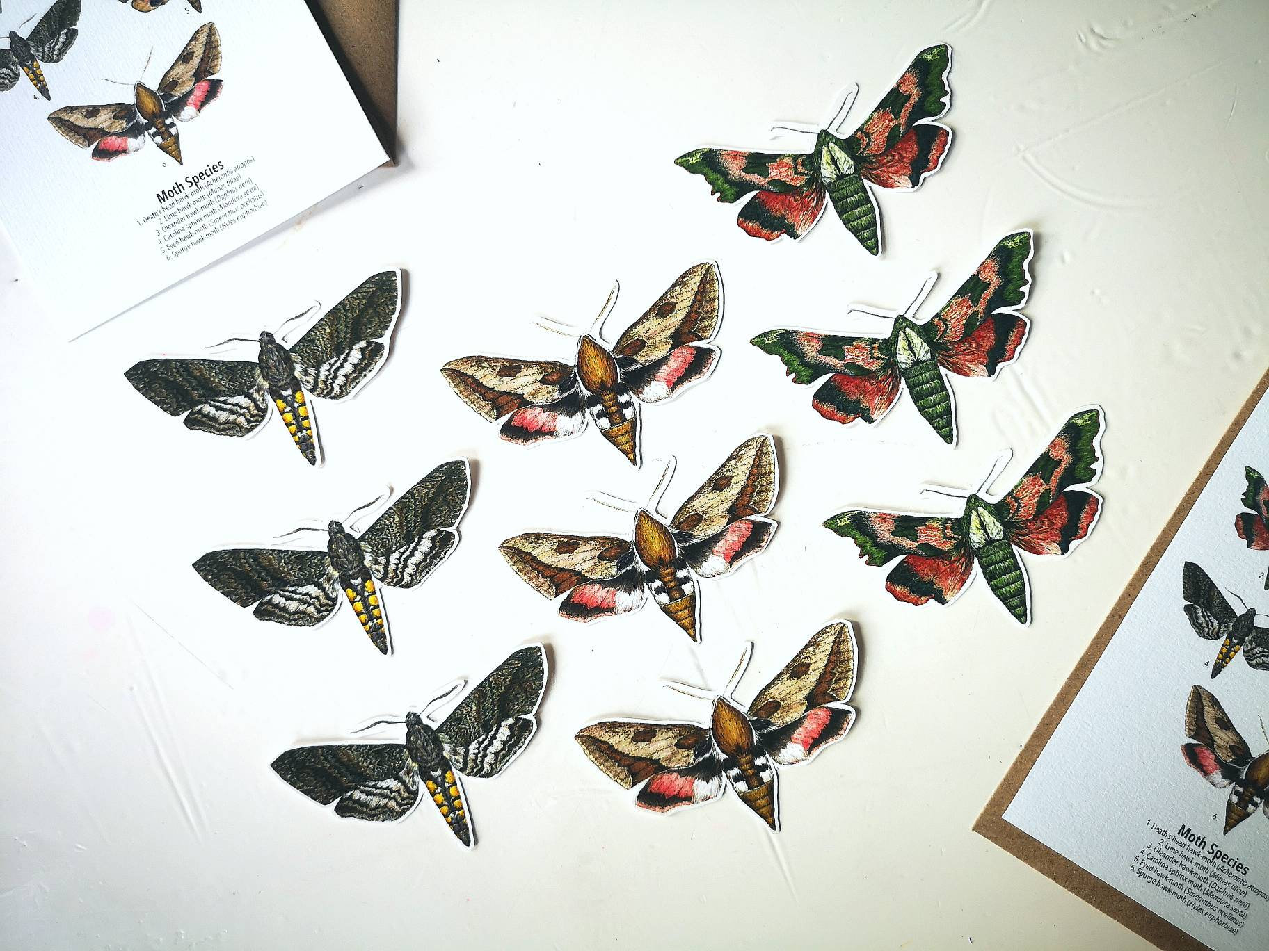 Moth vinyl sticker pack: butterfly moth sticker set insect | Etsy