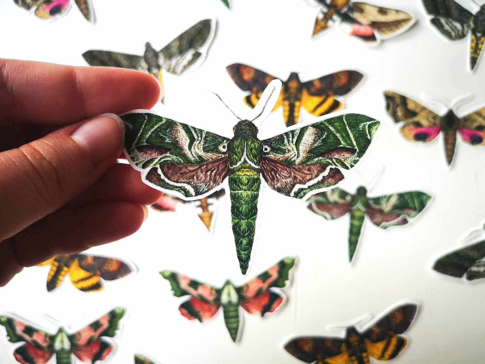 Moth Vinyl Sticker Pack: Butterfly Moth Sticker Set Insect - Etsy