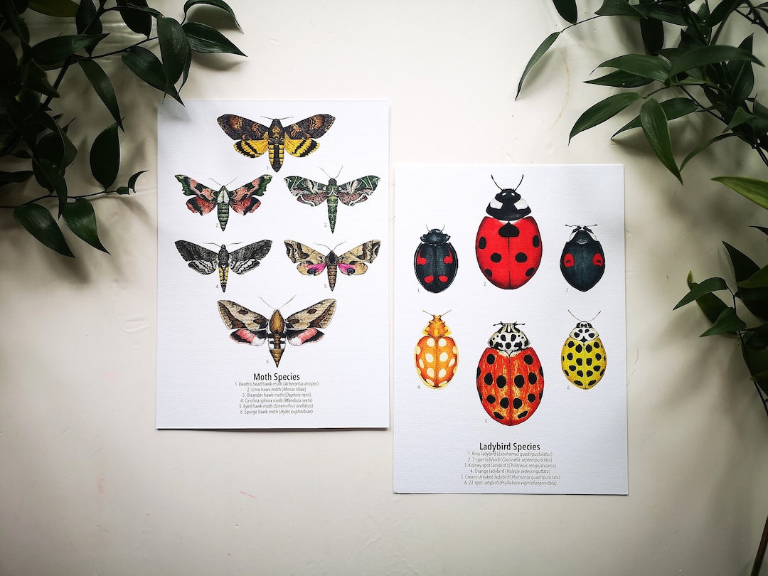Ladybug Moth Print Set Limited Edition: Lady Bird Beetle Insect ...