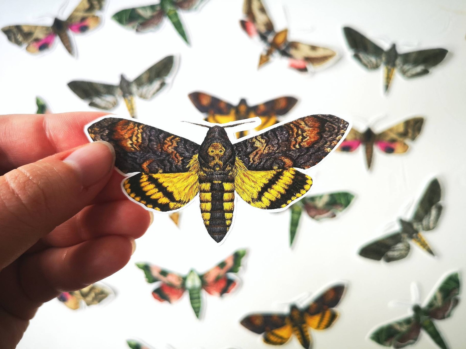 Moth Vinyl Sticker Pack: Butterfly Moth Sticker Set Insect - Etsy