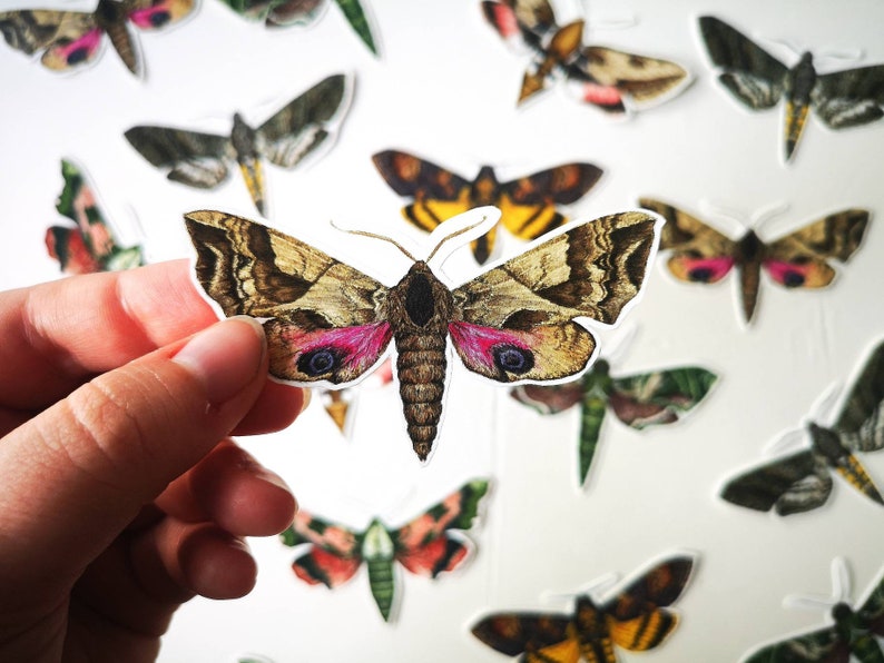 Moth Vinyl Sticker Pack: Butterfly Moth Sticker Set Insect - Etsy