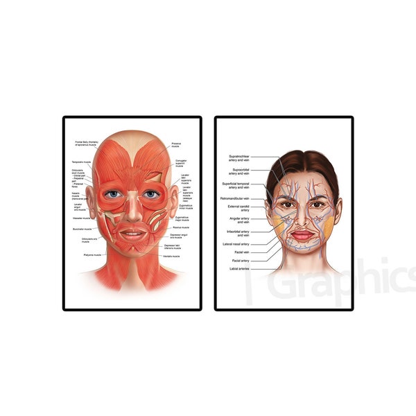 Facial Anatomy Poster - Etsy UK