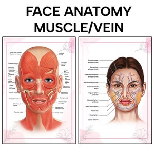 Face Anatomy Detailed Muscle Structure Vein Facial Medical Science ...