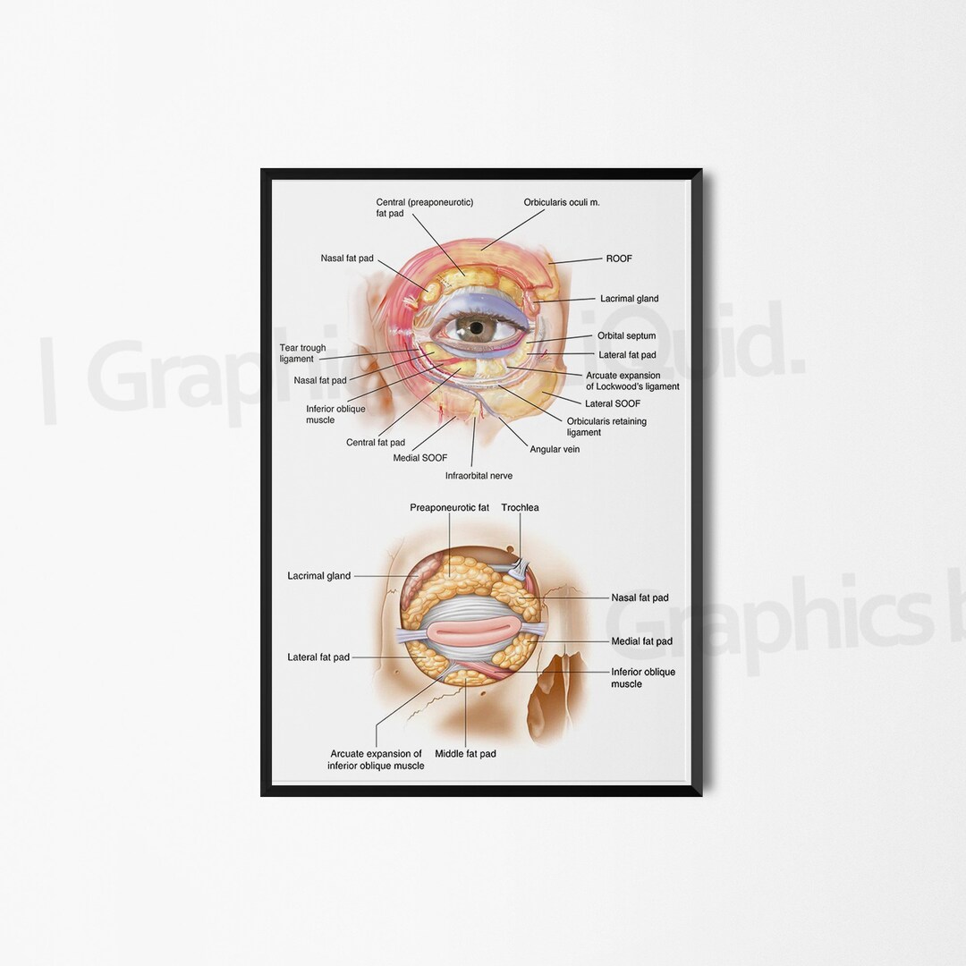 Eye Anatomy Detailed Chart Structure Medical Science Educational Poster ...