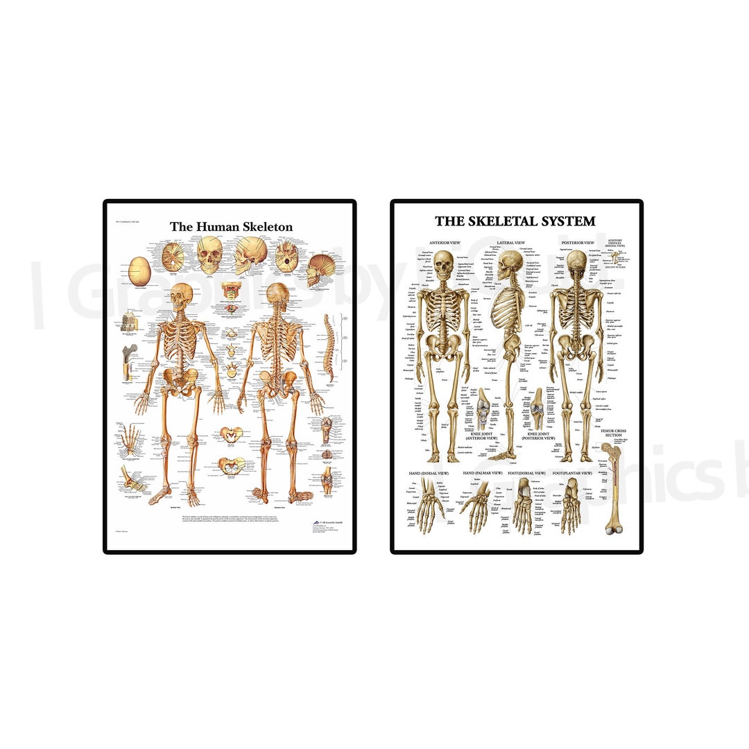 Skeletal System Anatomical Chart, Human Skeleton Anatomy Poster Print ...