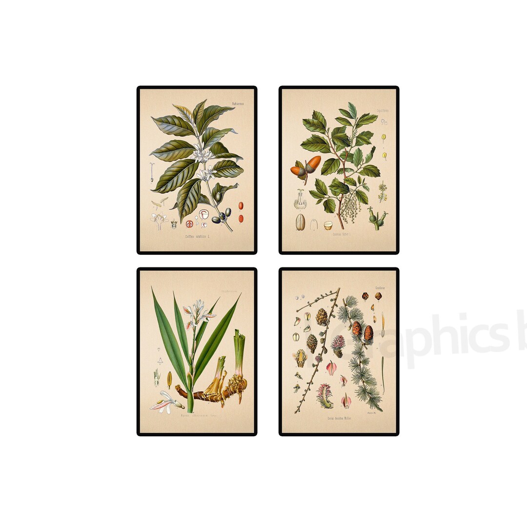 Antique Herbs Print, Botanical Prints, Plant Prints, Botanical Art ...