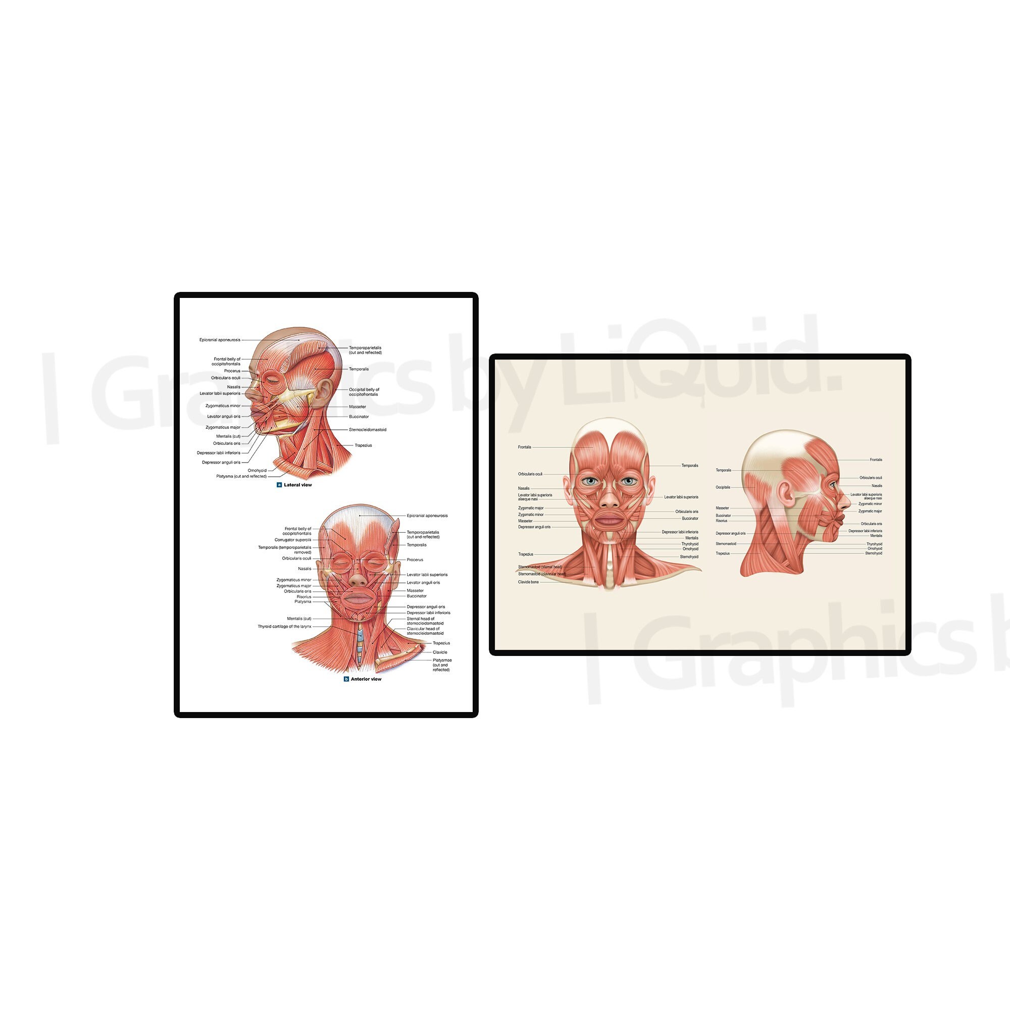 Face Anatomy Detailed Muscle Vein Facial Fat Pad Facial Structure ...