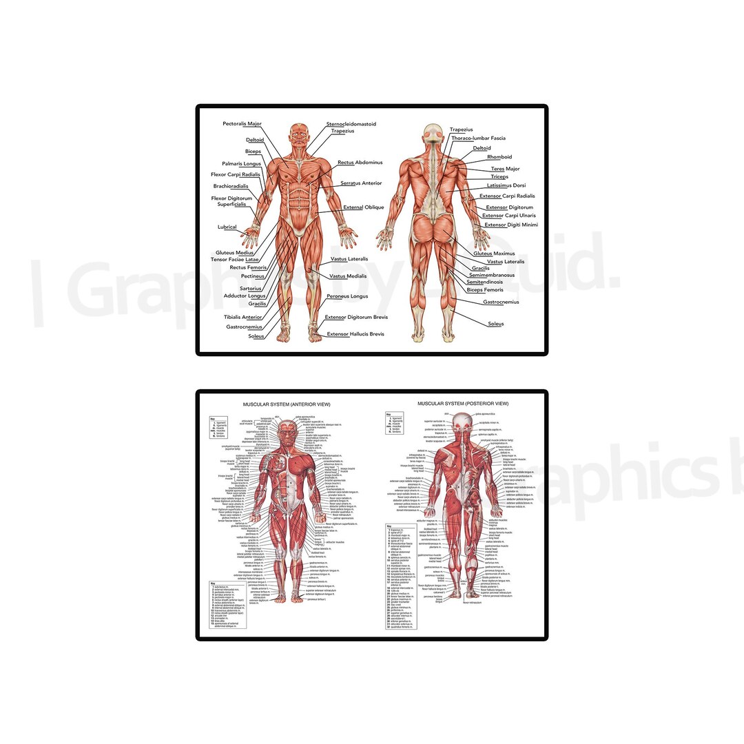 Human Muscular Anatomy Detailed Muscle Anterior Posterior Structure ...
