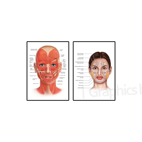 Face Anatomy Names