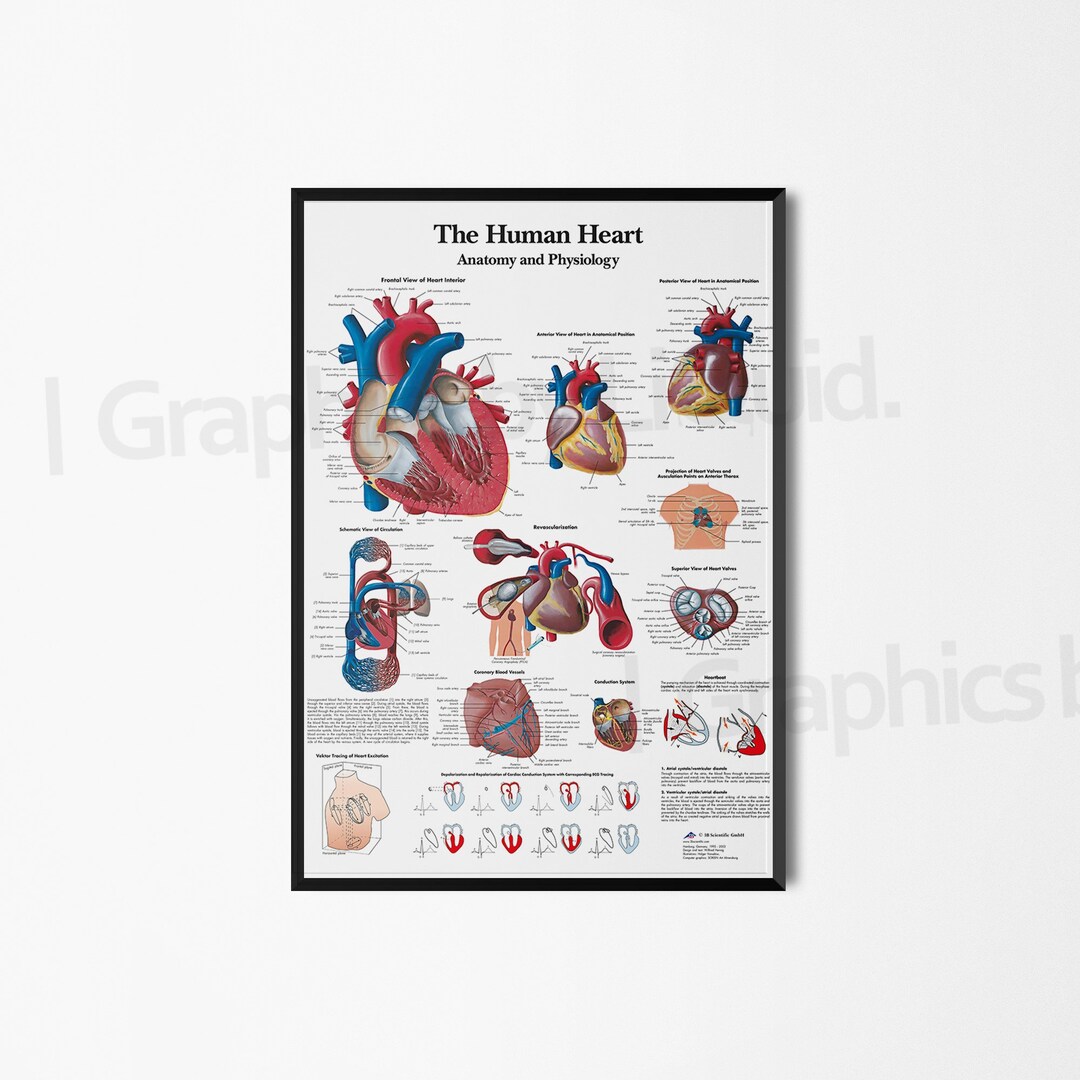 Human Heart Anatomy and Physiology Chart Detailed Structure Medical ...