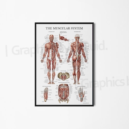 Human Anatomy Artwork Medical Wall Pictures Muscle - Etsy