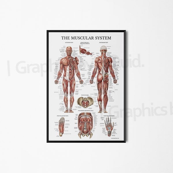 Muscle Anatomy Poster - Etsy UK