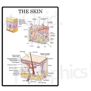 The Skin Anatomy Details Chart Dermatology Structure Medical Science ...