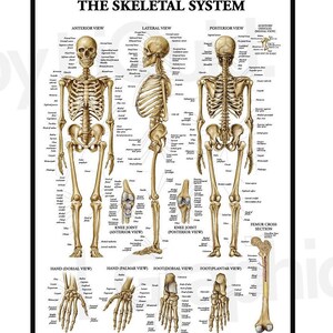 Skeletal System Anatomical Chart, Human Skeleton Anatomy Poster Print ...