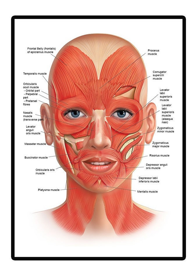 Face Anatomy Detailed Muscle Vein Facial Structure Medical - Etsy UK