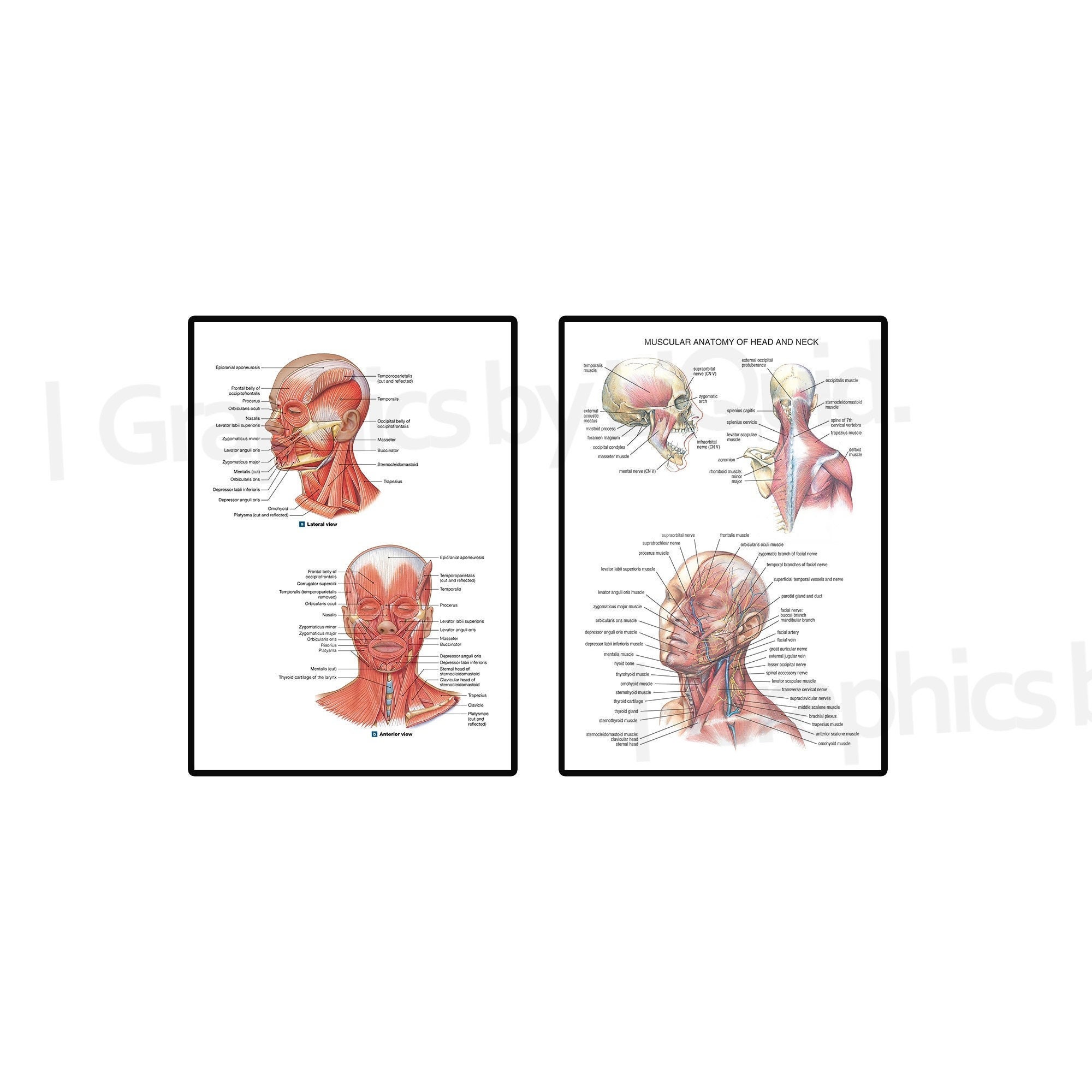 Human Head Neck Face Anatomy Detailed Muscle Vein Structure Medical ...