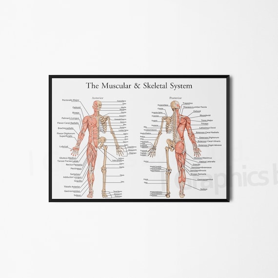 Human Muscular and Skeletal System Anterior Posterior Detailed | Etsy