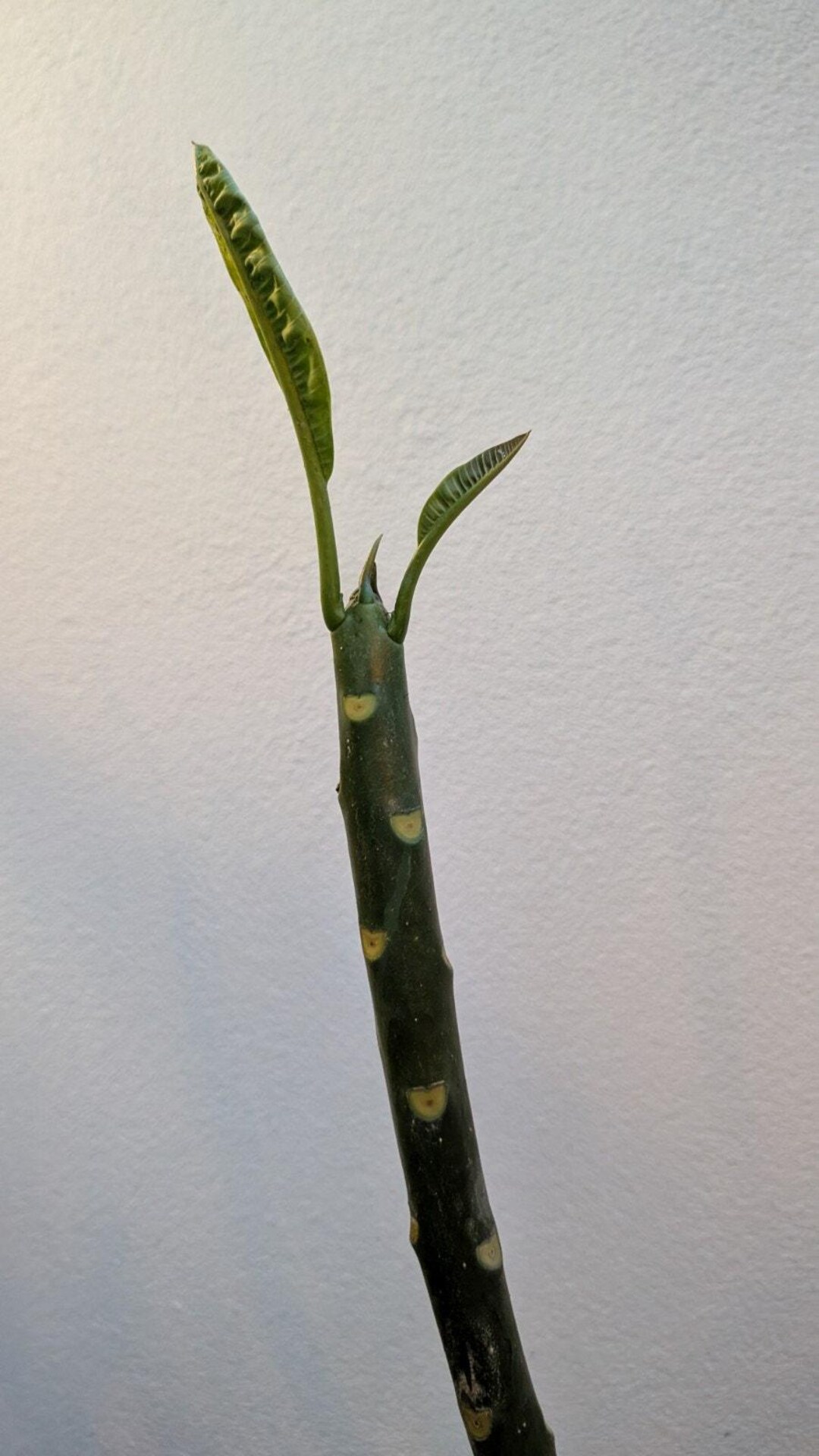 Frangipani Plumeria Cuttings 12" Cut Upon Purchase Color is Bright ...